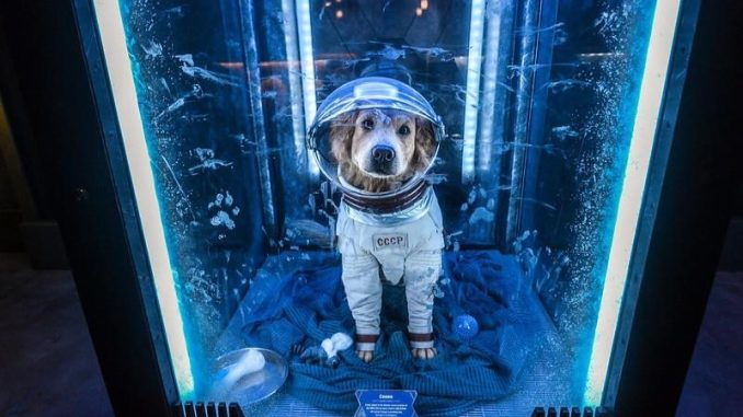 A Complete List of Animals in Space That May Surprise You - Fact Bios