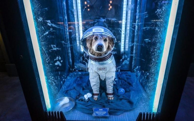 A Complete List of Animals in Space That May Surprise You - Fact Bios